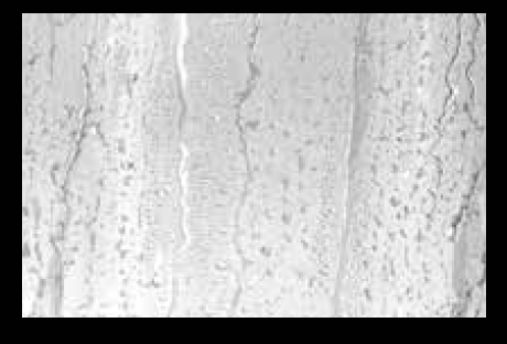 Car Auto Detailing & Surface Coating – Proshield